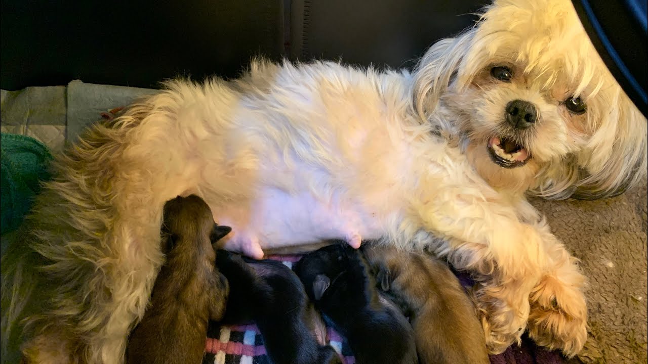 Shih Tzu Given Birth For the First time - YouTube