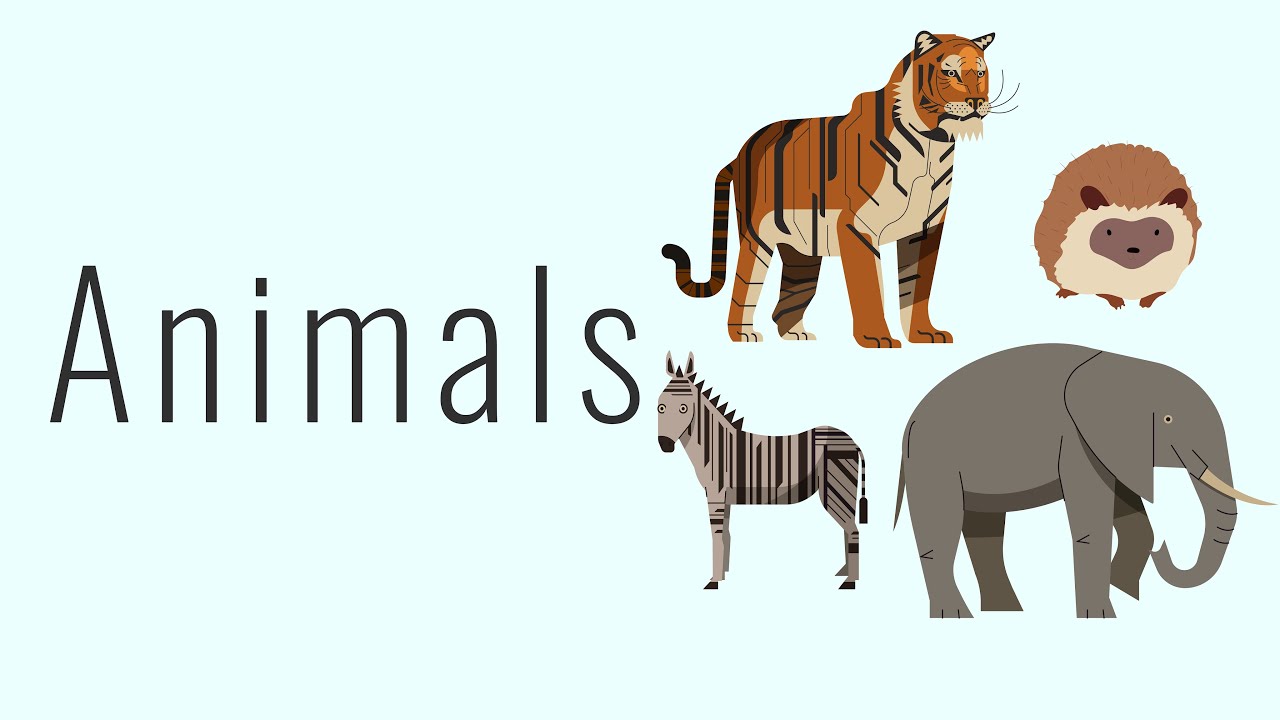 Animals - Basic English Vocabulary - YouTube