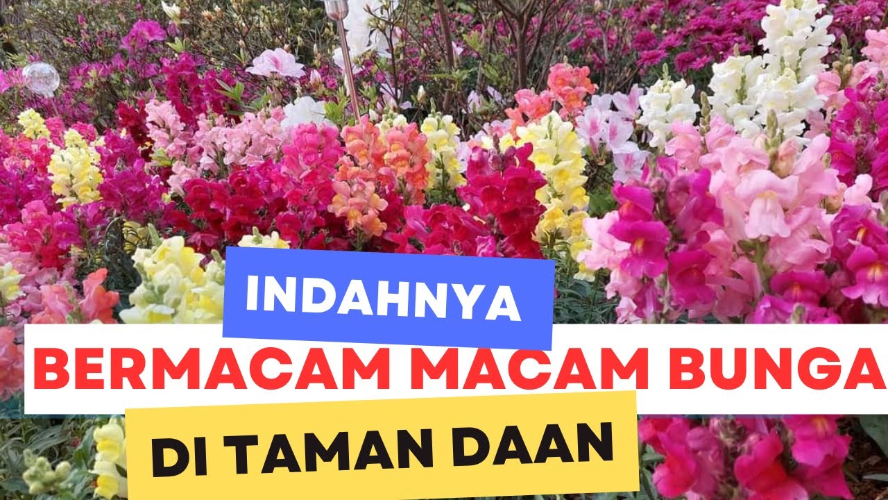 PAMERAN BUNGA DI TAMAN DAAN TAIWAN !! BERMACAM-MACAM BUNGA - YouTube