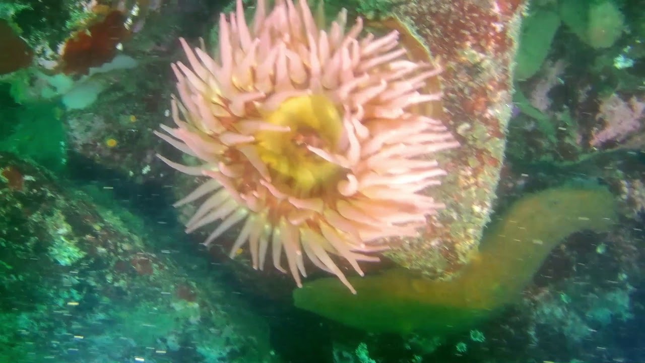 Breakwater dive #644 7-3-20 - YouTube