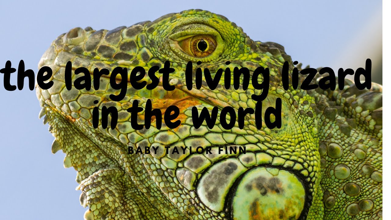 the largest living lizard - YouTube