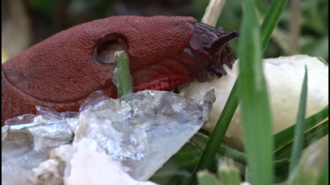 Slugs, fast and slow! - YouTube