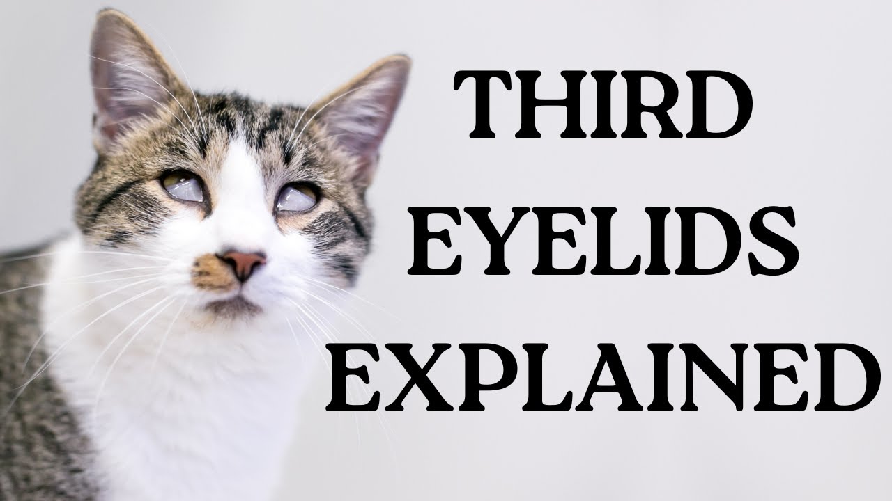 Cat's Third Eyelid Showing? What It Means & When To Worry - YouTube