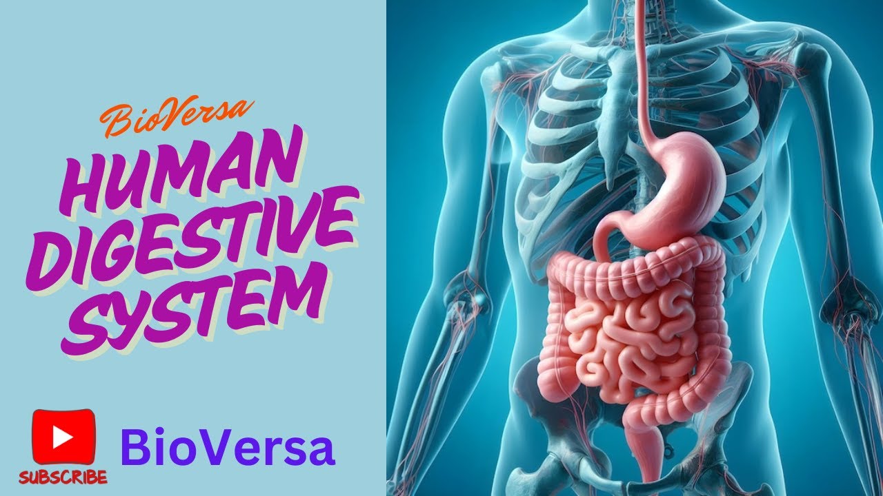 The Human Digestive System Explained – Journey of Food | Human ...