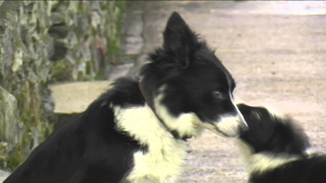 Sheepdogs - YouTube
