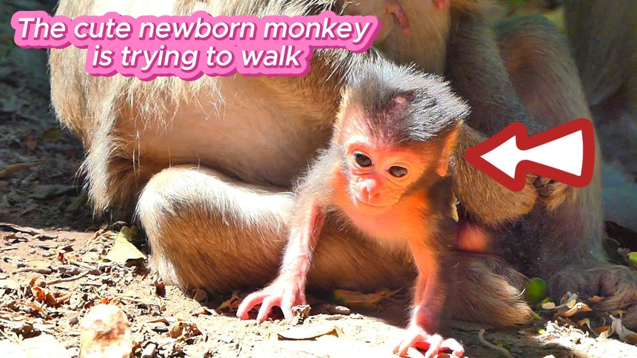 The cute newborn monkey is trying to walk step by step right now - YouTube