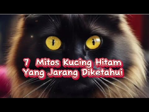 7 Mitos Kucing Hitam Yang Jarang Diketahui - YouTube