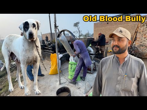 Diamond Ki Dulhan Aa Gayi! ❤️ | New Bully Female Dog Entry at Ghouri Farm House