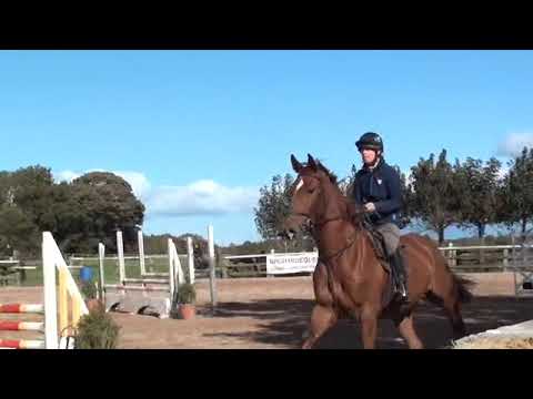 Ranga tanga roo clare equestrian show