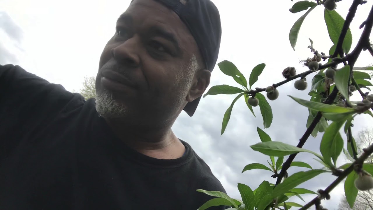 Are nectarines just fuzzless peaches????? - YouTube