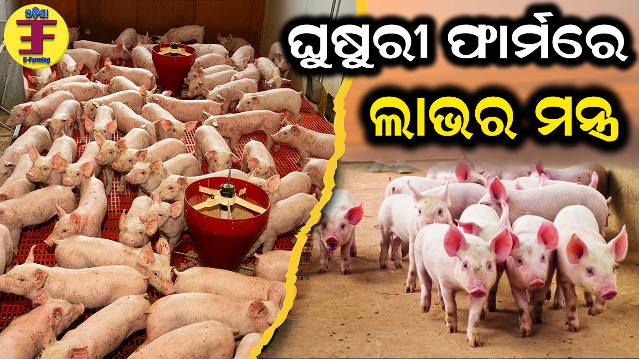 ଜାଣି ରଖନ୍ତୁ ଘୁଷୁରୀ ଫାର୍ମରେ ଲାଭର ମନ୍ତ୍ର || How to Earn Maximum Profit in ...