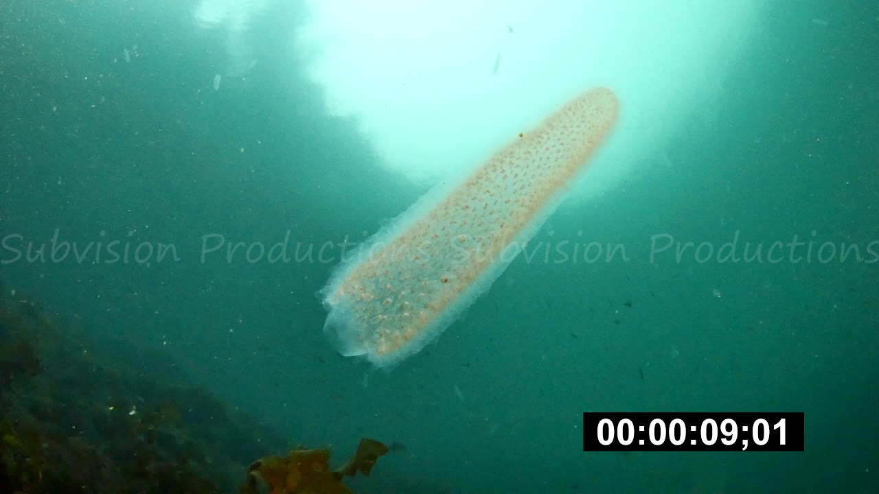 4K underwater stock footage fire salp (pyrosome) invasion - YouTube