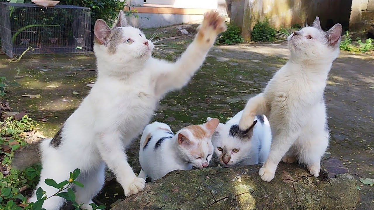 DAY CAT CUTE - PLAY WITH CAT -BILLI KARTI MEOW MEOW- kittens cats ...