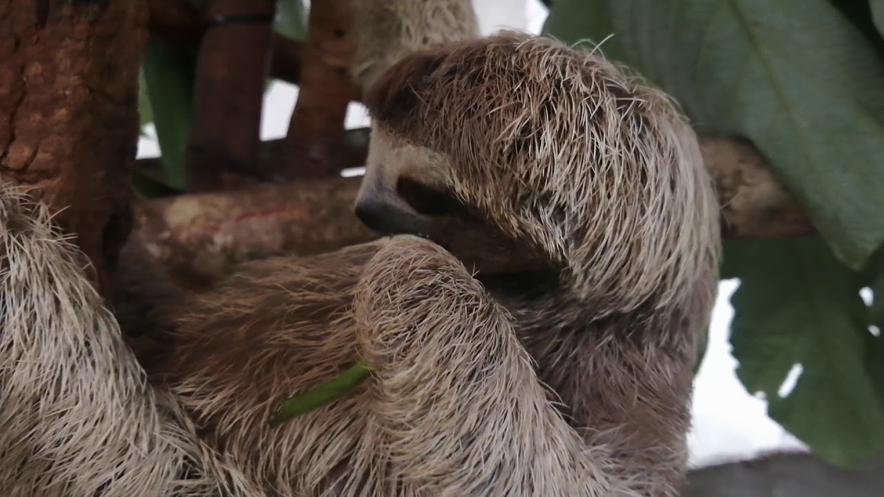 Rescued Baby Sloth Eating Cecropia Fruit - YouTube