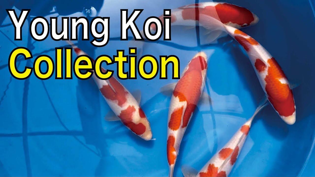 Discover the Beauty of Maruchiku Koi Fish Baby! - Kohaku, Showa, Sanke and More! - YouTube