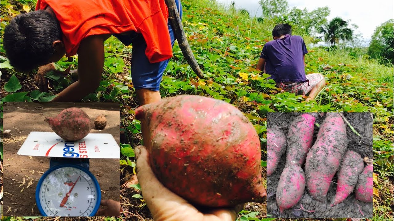 BIGGEST SWEET POTATO / THE BEST PART OF BEING A FARMER - YouTube