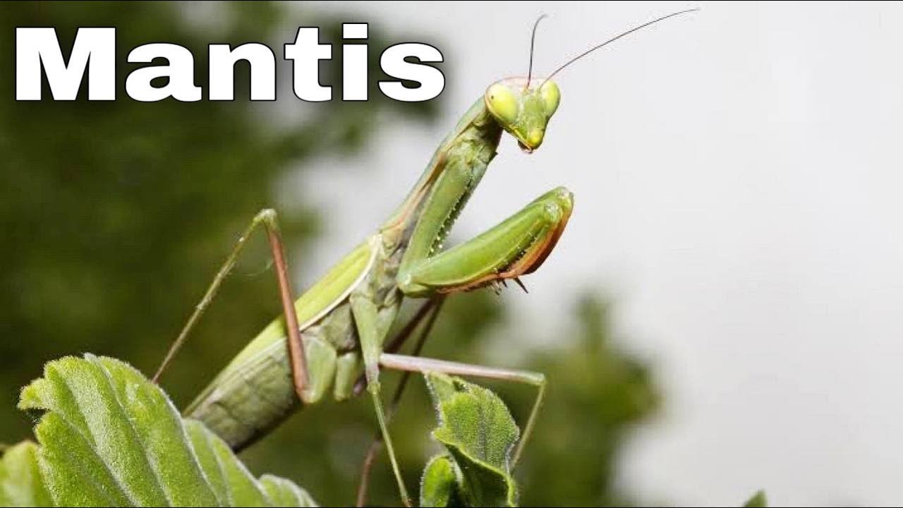 Surprising Praying Mantis Facts You Probably Didn't Know! True Facts ...