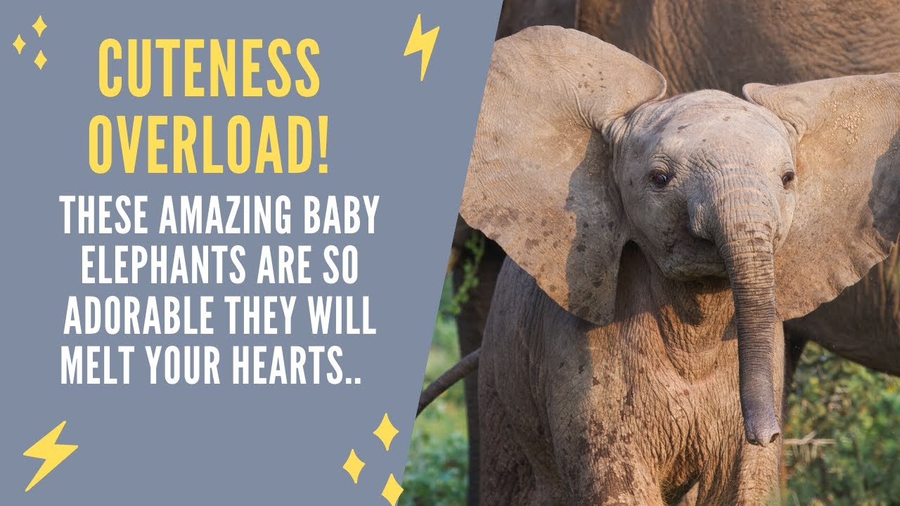 Funny Elephants - Cute Baby Elephant Videos | Elephant Video ...