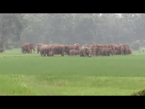 A herd of elephants in a rice field #elephant #shorts #shortsfeed #shortvideo #shortsviral #animals 