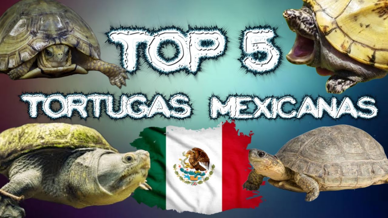 TOP 5 - Las MEJORES TORTUGAS de MÉXICO - YouTube
