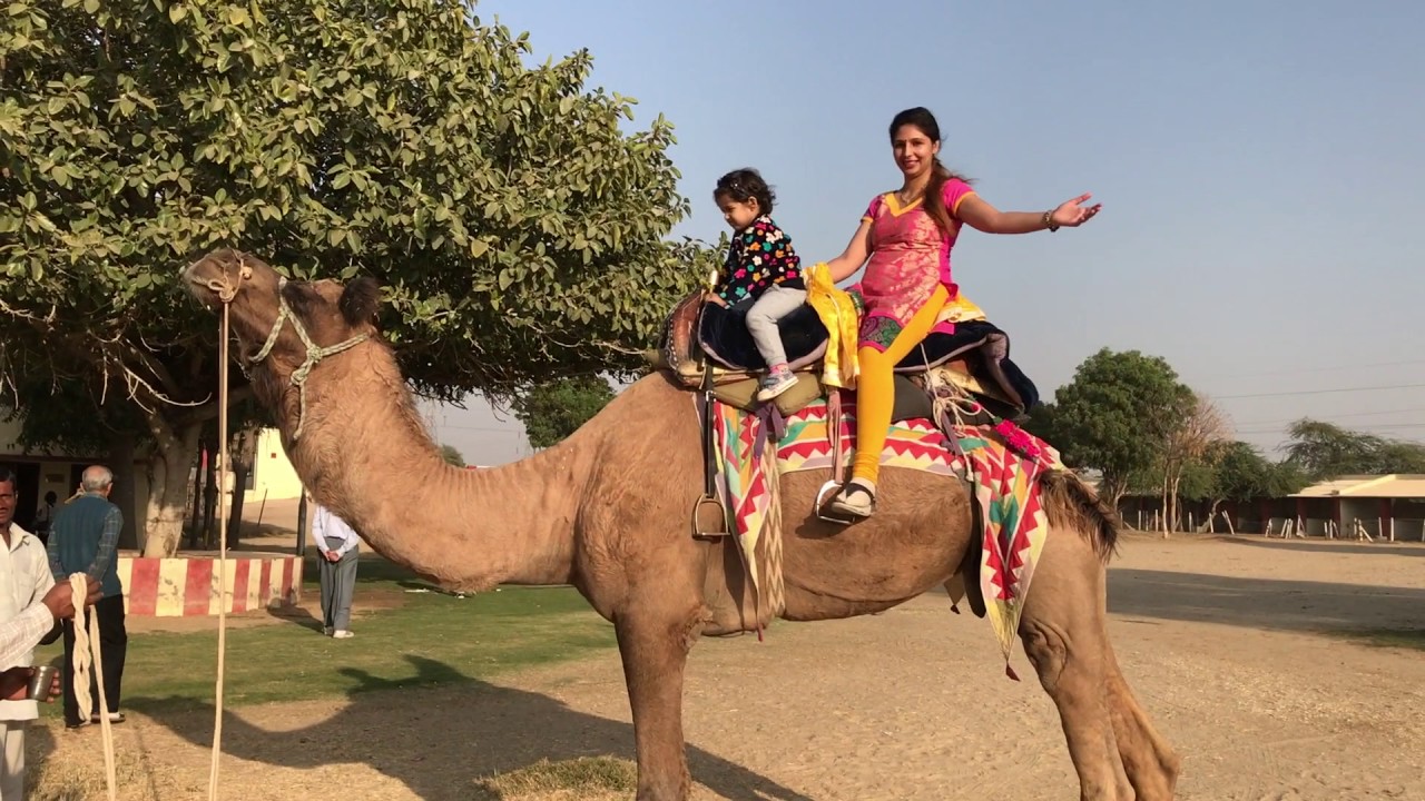 Camel facts - Scary camel ride - YouTube