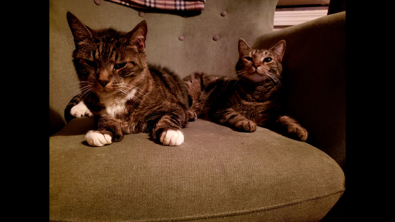 Skinnamarinky Dinky Dink for my cats - YouTube