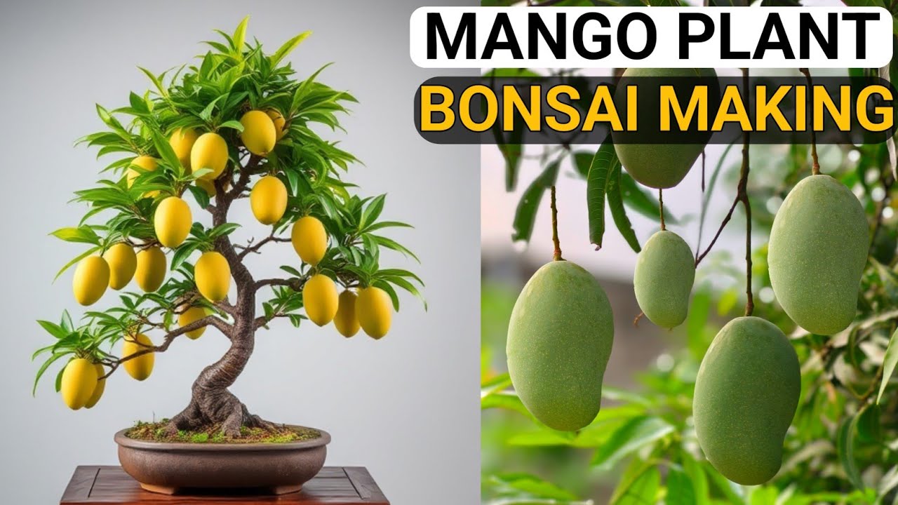 Mango tree bonsai making | Mango plant bonsai for beginners | Mango ...