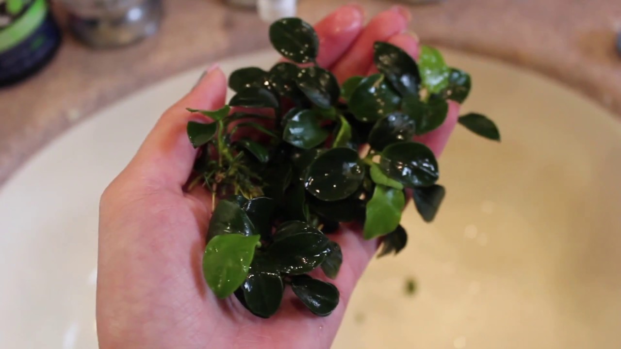 How to Make an Anubias Tree! - YouTube