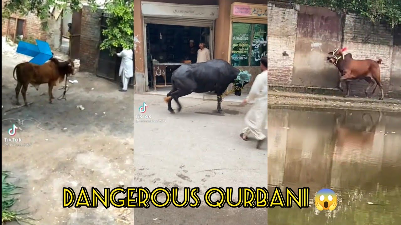 Cow run away 😱 | Katta bhaag gya | Dangerous Qurbani | Qurbani 2022 ...