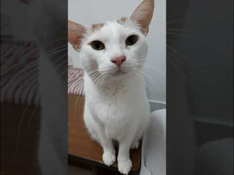 Salwa the talking cat😃😍love/sweet and loving cat🥰#@stevecash83 - YouTube