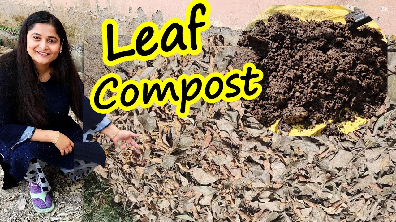 🔴LEAF COMPOST AT HOME WITH RESULTS IN SIMPLE STEPS/ सूखे पत्तों की खाद ...