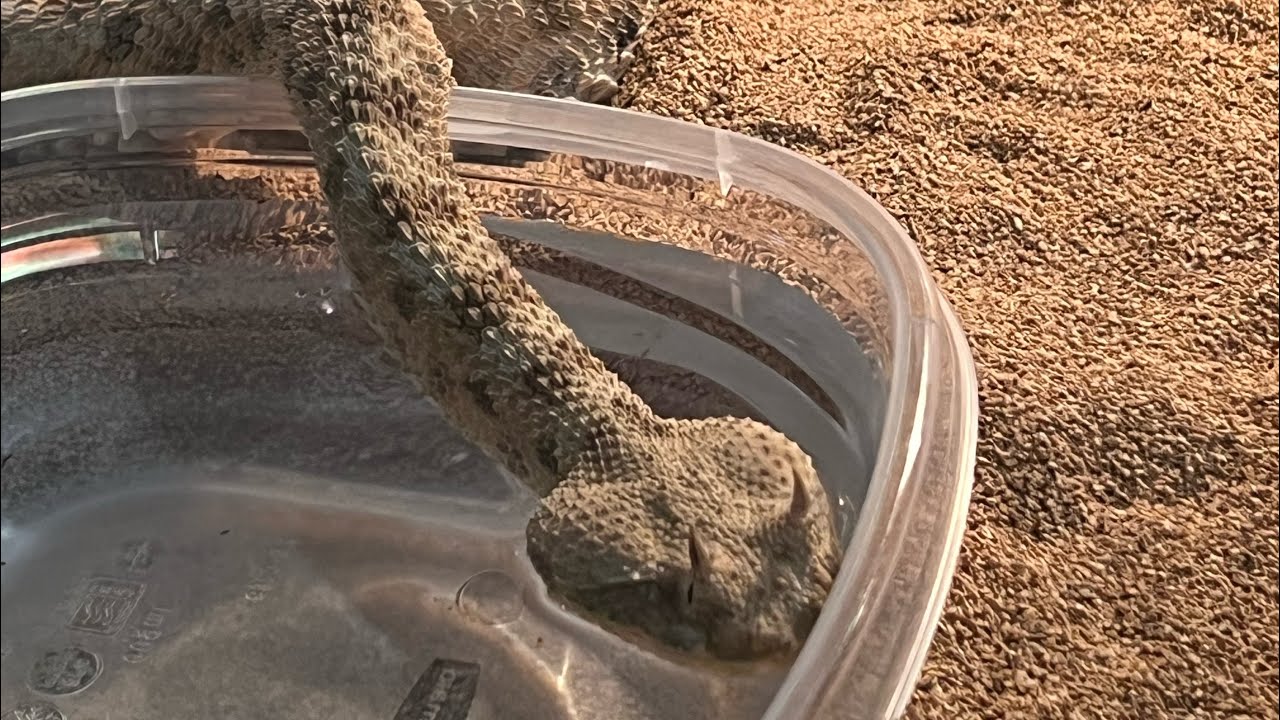 Venomous Desert horned viper drinking water, was EXTREMELY DEHYDRATED ...