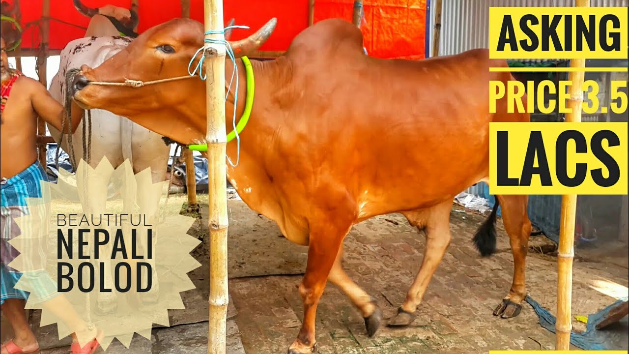 144||Qurbani Eid 2019||Red nepali Beauty||Display time||SR agro ...