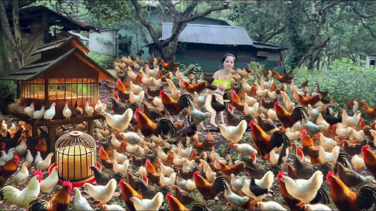 Corn Harvesting Gor Feeding Chickens in the Forest | Raising Free-Range ...