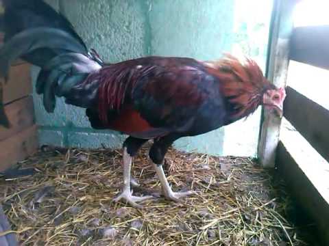 pollo hatch - YouTube
