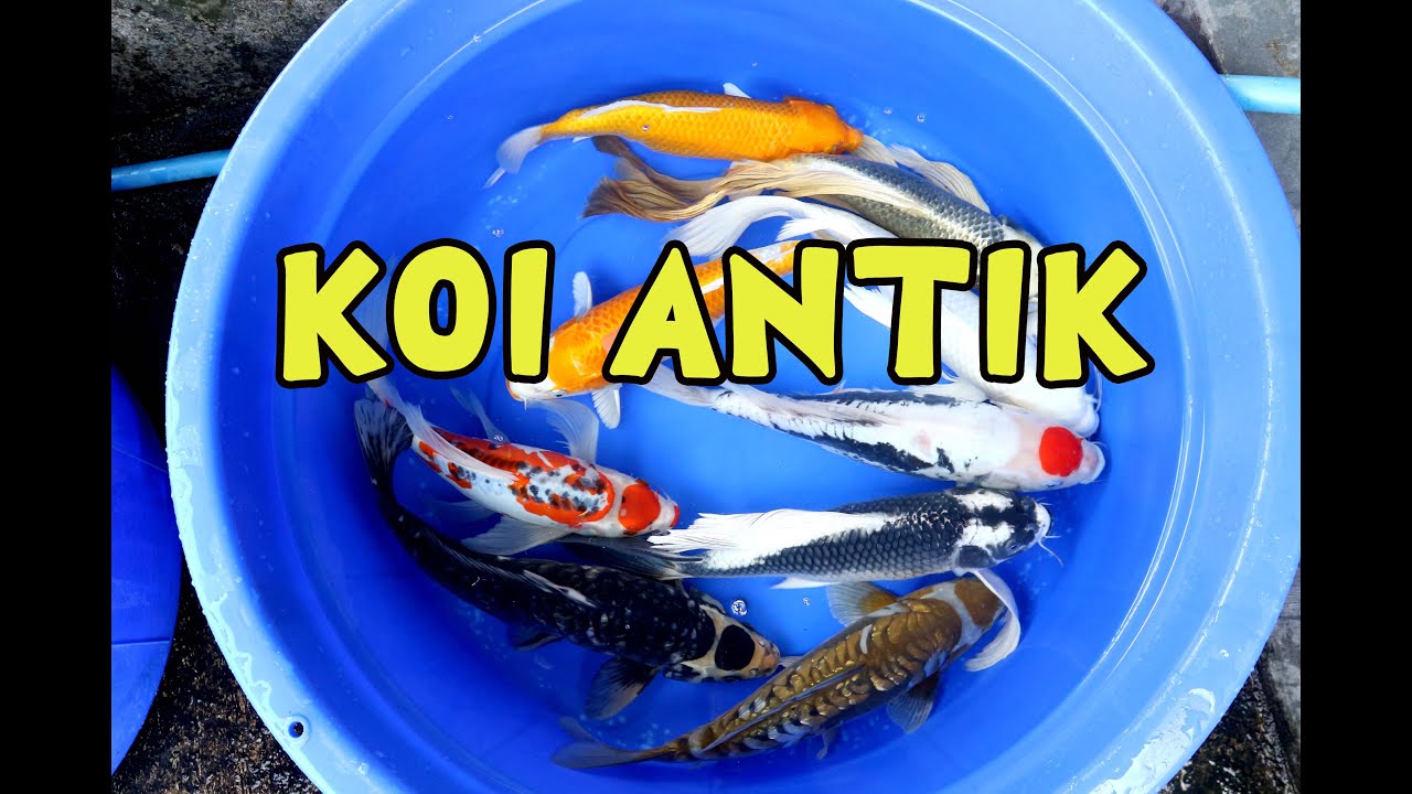 IKAN ANTIK , LIMITED EDITION , JARANG ADA !!! | Dua Putri Koi | 04-07 ...