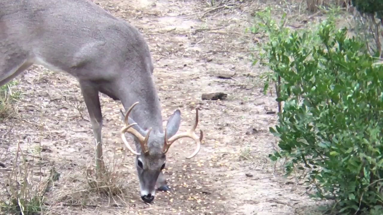 2016 3.5/4.5 split guard 9pt - YouTube