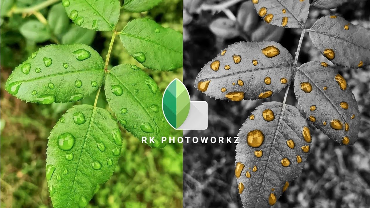 Golden tone | leaf photo editing | Nature photo editing | Snapseed ...