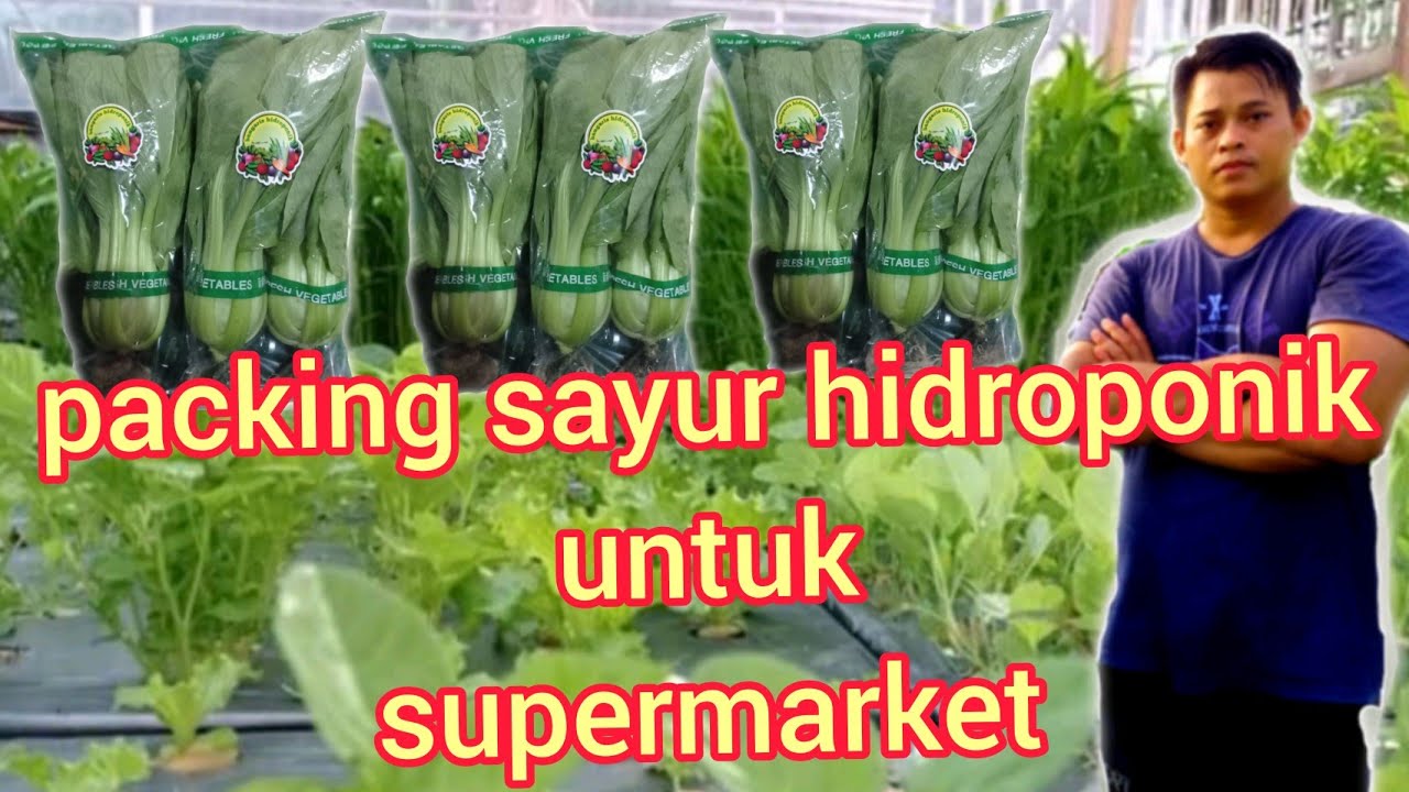 cara packing sayuran hidroponik supermarket - YouTube