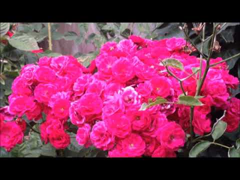 Pembe Güller - Pink Roses