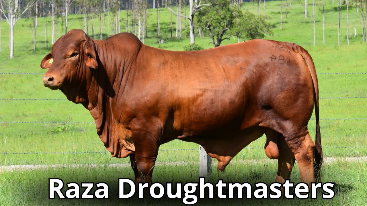 Ganado Droughtmaster: El maestro de la sequía y la resistencia en la ...