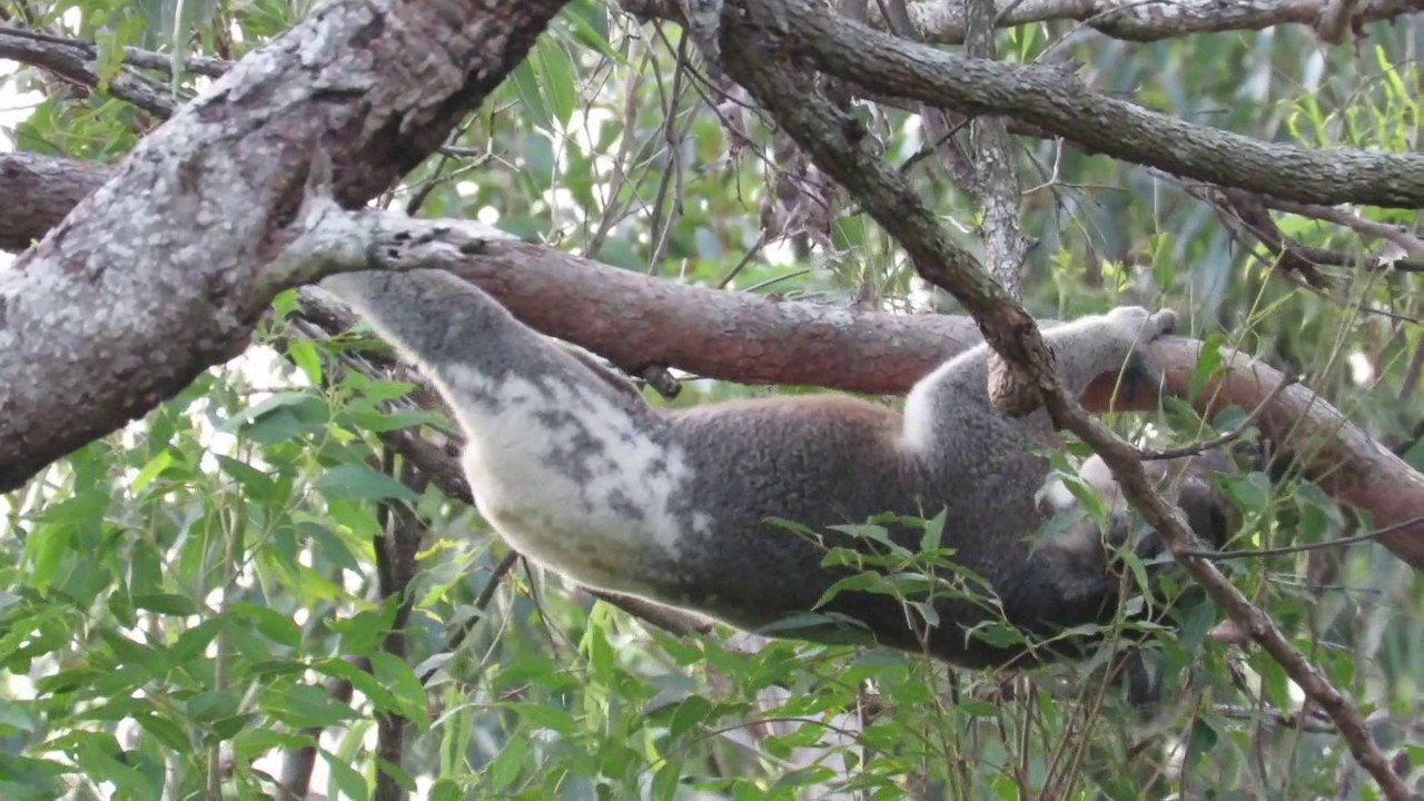 Koala climbing like a sloth to eat - YouTube