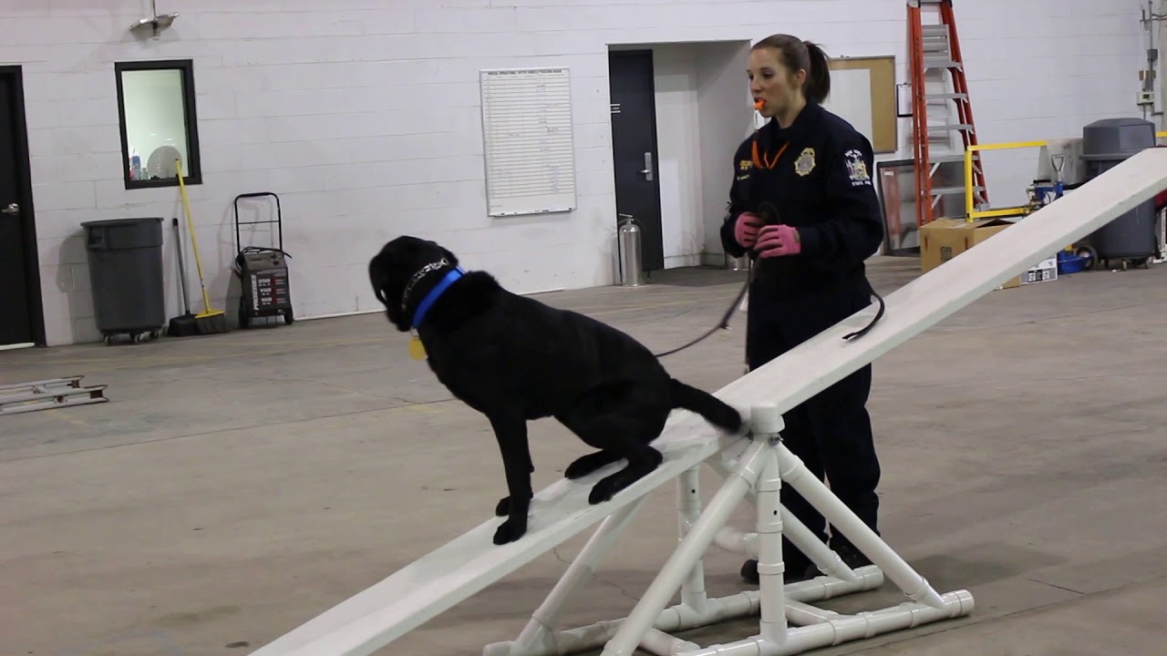 Brook Rowley and Echo - show off their newly acquired agility skills 2 ...