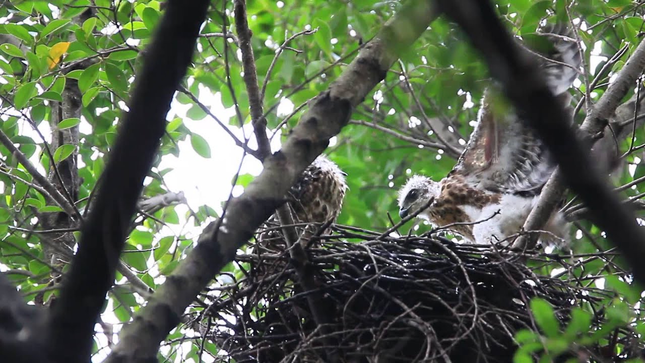Baby Crested goshawk pratices flapping 鳳頭蒼鷹幼鳥習飛 - YouTube