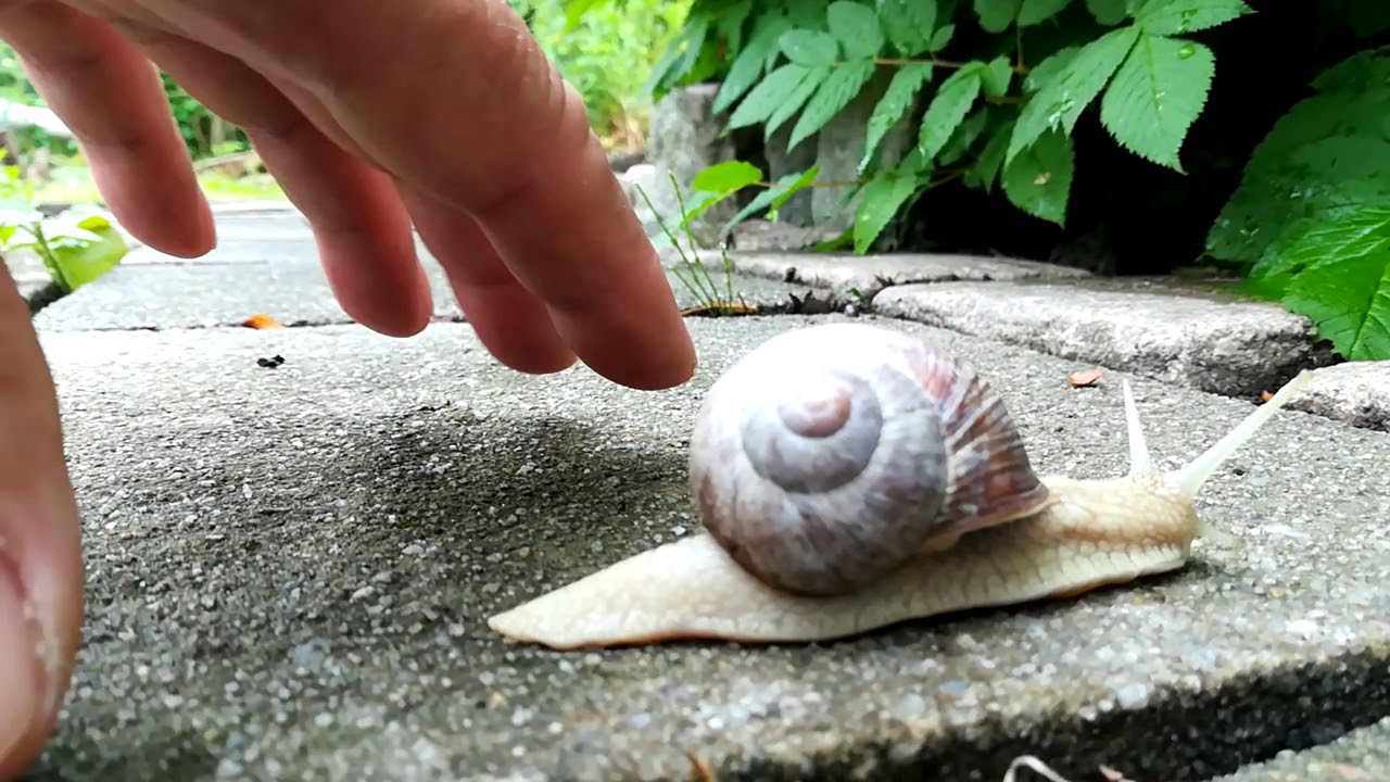 Beautiful Snail - YouTube