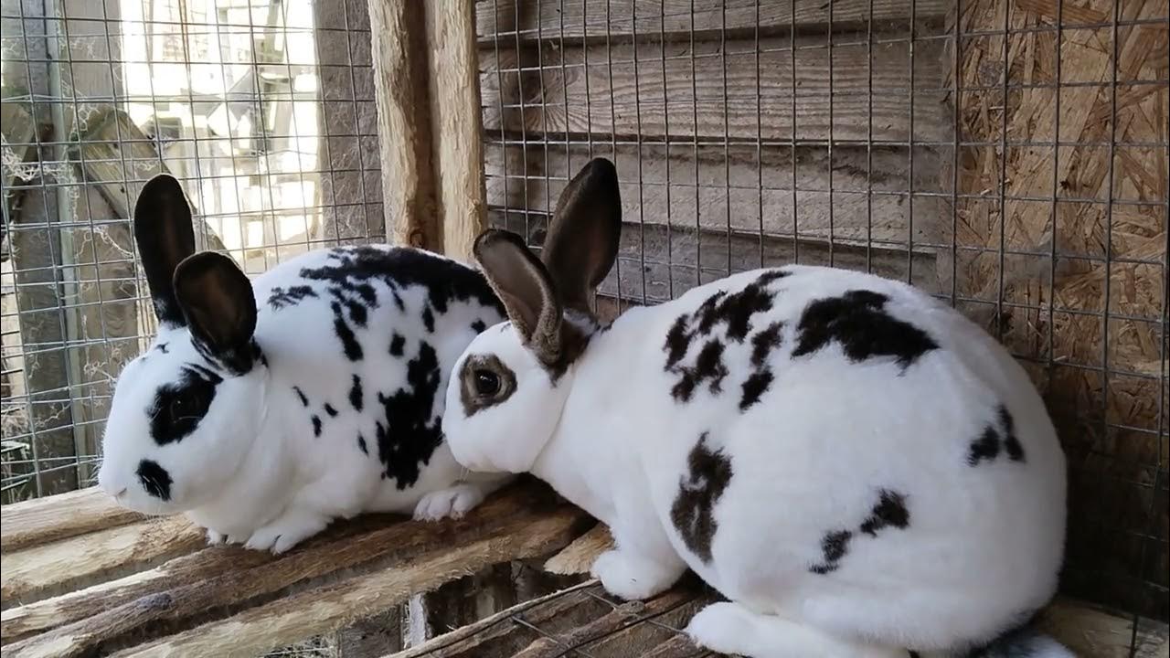Самочки "Рекс" на племя (Rex rabbits) - YouTube