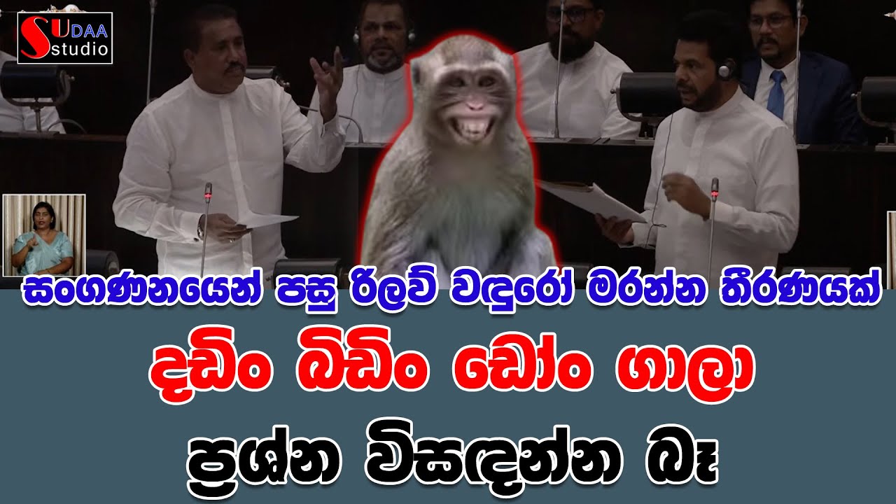 සංගණනයෙන් පසු රිලව් වඳුරෝ මරන්න තීරණයක් | දඩිං බිඩිං ඩෝං ගාලා ප්‍රශ්න ...