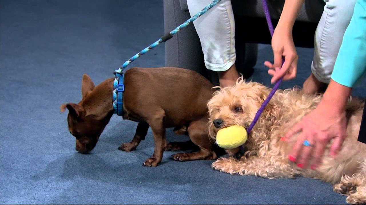 Meet the Pets of the Week: Genie & Thor - YouTube