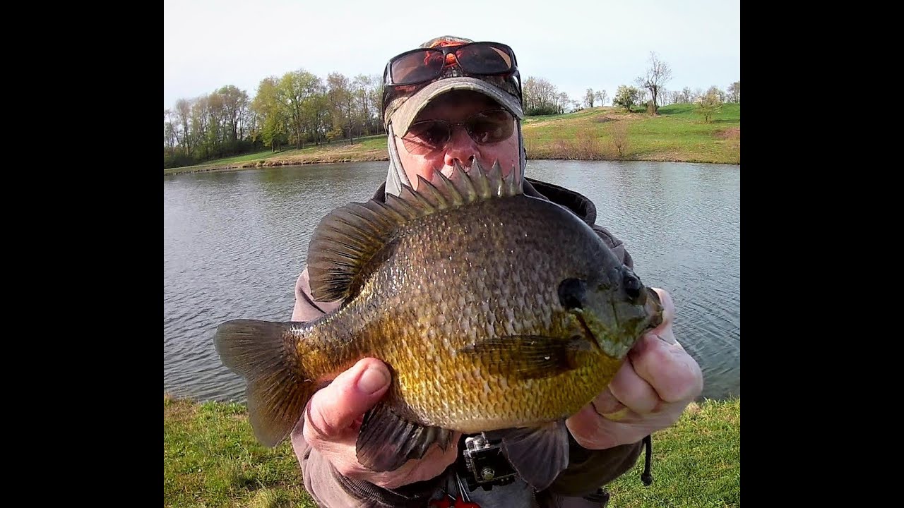 Part 1: THE QUEST for GIANT BLUEGILLS! Insane fishing for huge ...