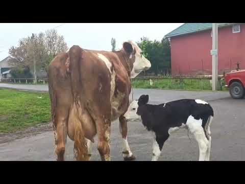 İkinci Qarına Simental Dişi Balali 27-28 Litr Süd Verən İnək Satilir Tel:051.792.83.28